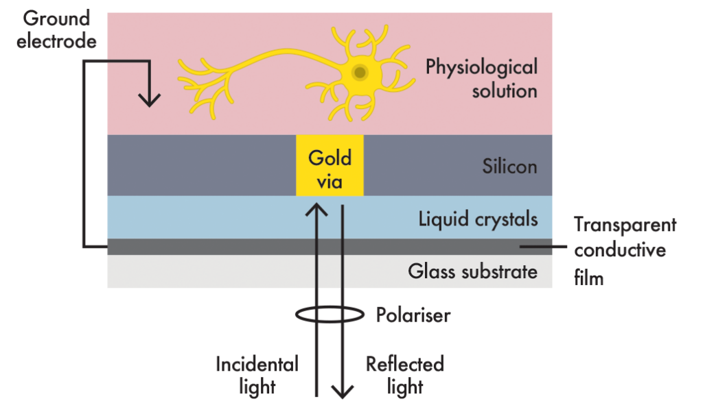 Shining a light on brain function